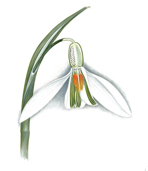 National History Museum - Snowdrop – The Present House Company